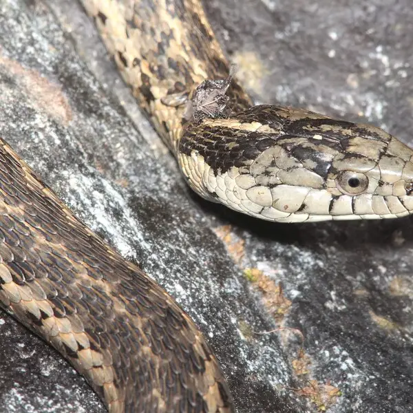 Aquatic garter snake - Facts, Diet, Habitat & Pictures on Animalia.bio