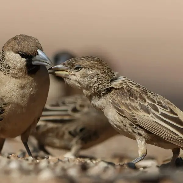Sociable weaver - Facts, Diet, Habitat & Pictures on Animalia.bio