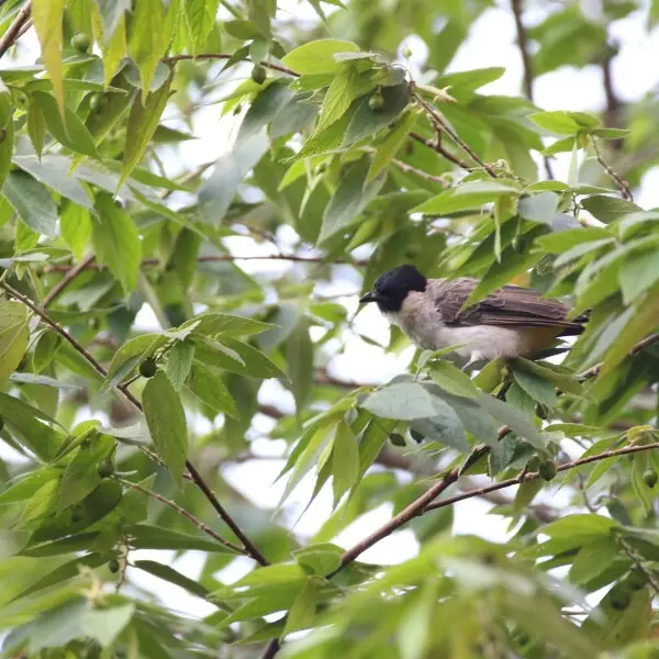Sooty-headed bulbul - Facts, Diet, Habitat & Pictures on Animalia.bio