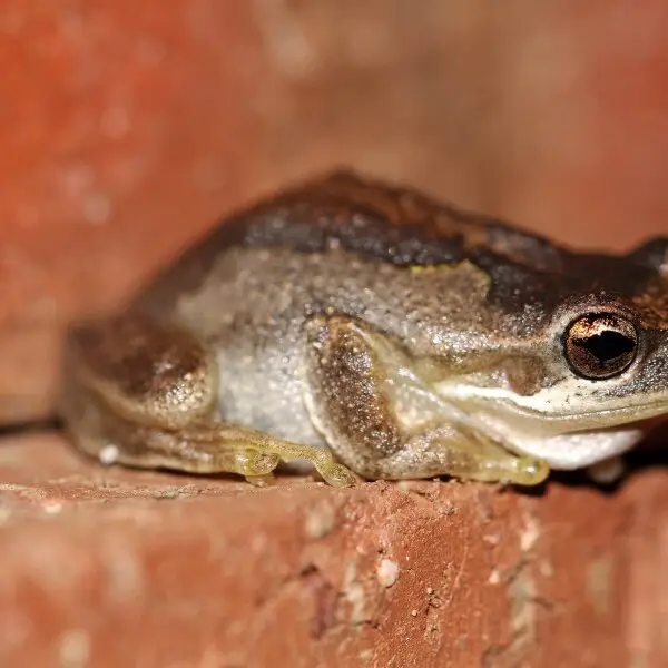 Southern brown tree frog - Facts, Diet, Habitat & Pictures on Animalia.bio