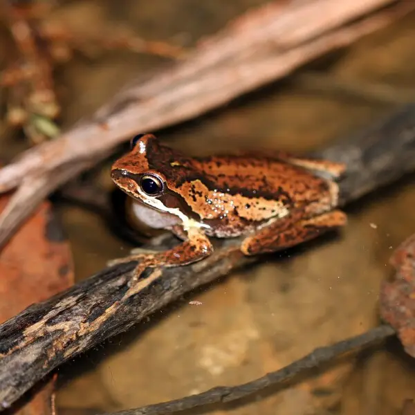 Southern brown tree frog - Facts, Diet, Habitat & Pictures on Animalia.bio