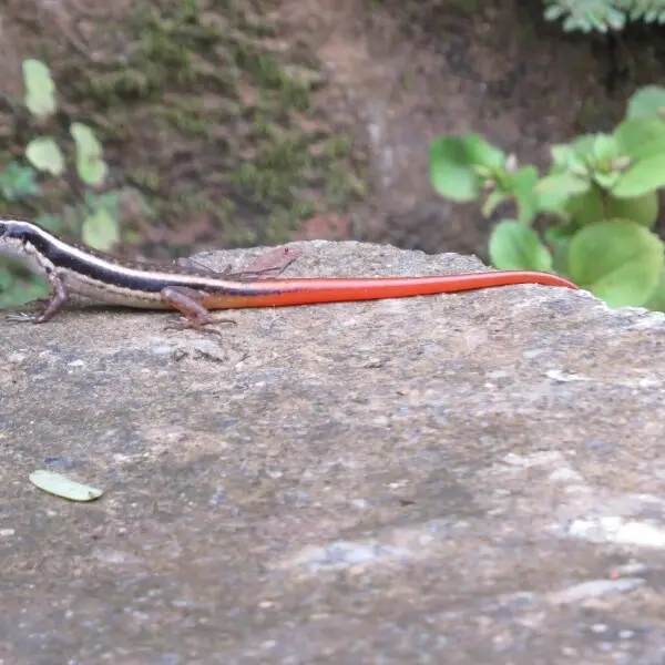 Sphenomorphus dussumieri - факти, дієта, ареал і фотографії на Animalia.bio