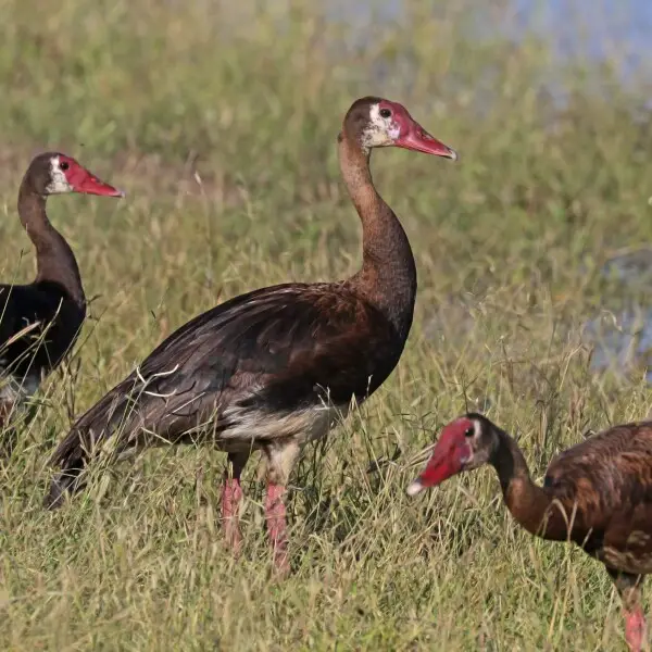 Plectropterus gambensis - факти, дієта, ареал і фотографії на Animalia.bio