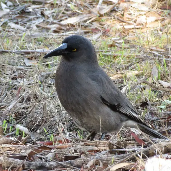 Grey currawong - Facts, Diet, Habitat & Pictures on Animalia.bio