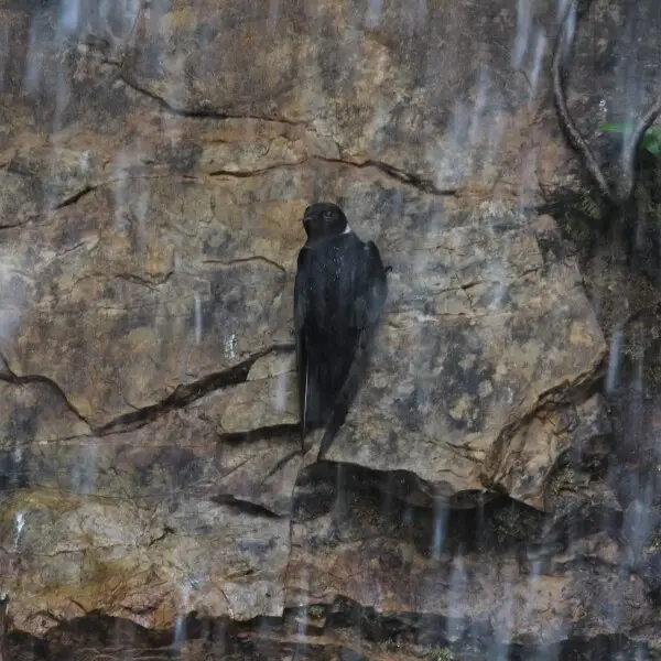 White-collared swift - Facts, Diet, Habitat & Pictures on Animalia.bio