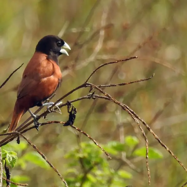 Chestnut munia - Facts, Diet, Habitat & Pictures on Animalia.bio