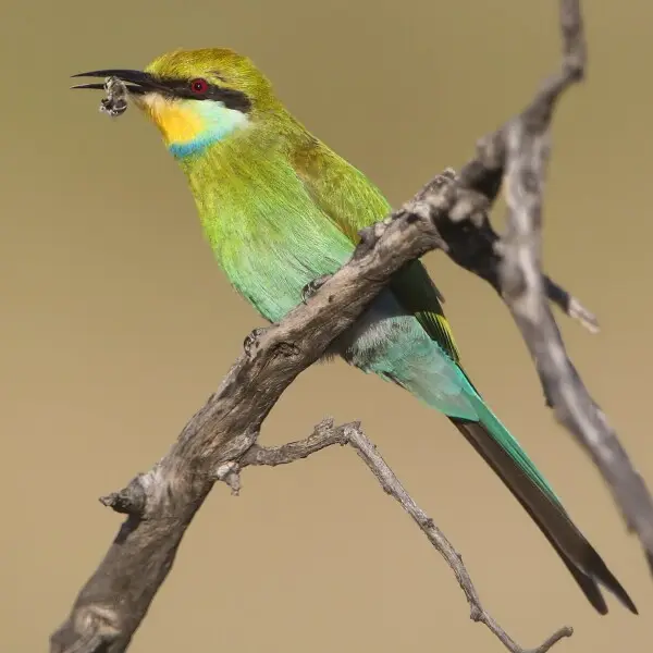 Бджолоїдка вилохвоста - Facts, Diet, Habitat & Pictures on Animalia.bio