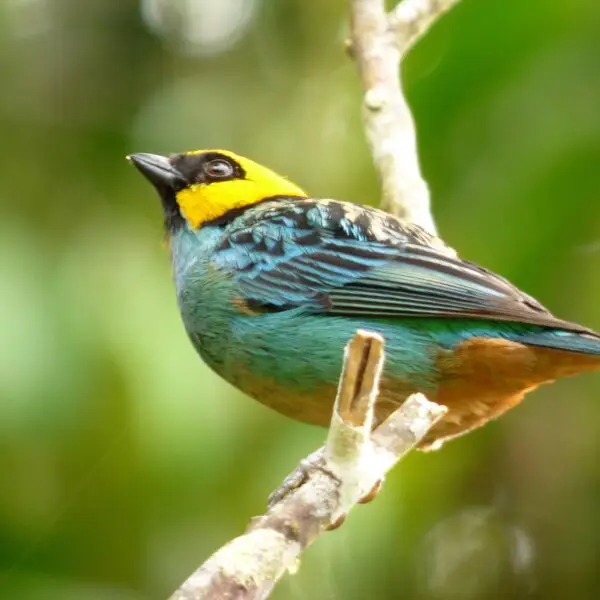 Tangara xanthocephala - факти, дієта, ареал і фотографії на Animalia.bio