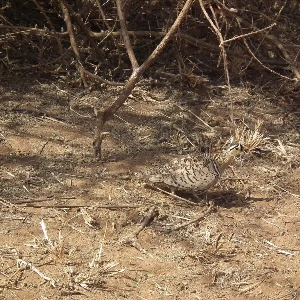 Black-faced sandgrouse - Facts, Diet, Habitat & Pictures on Animalia.bio