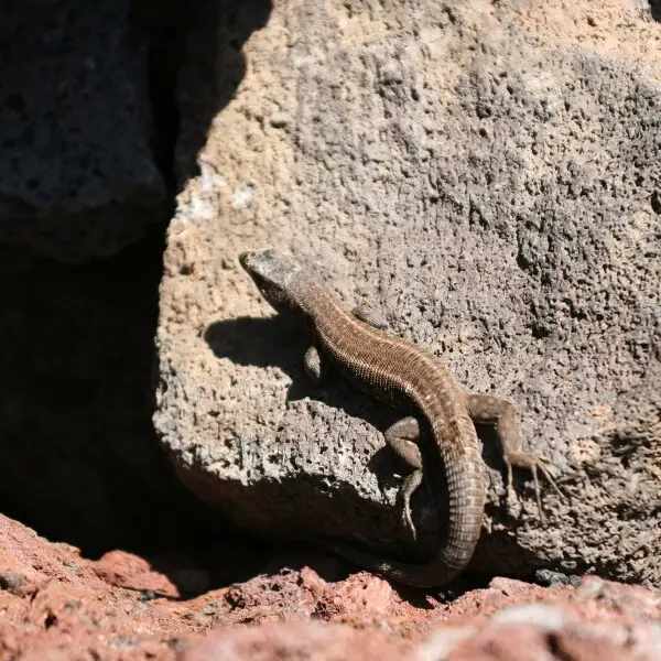 Atlantic lizard - Facts, Diet, Habitat & Pictures on Animalia.bio