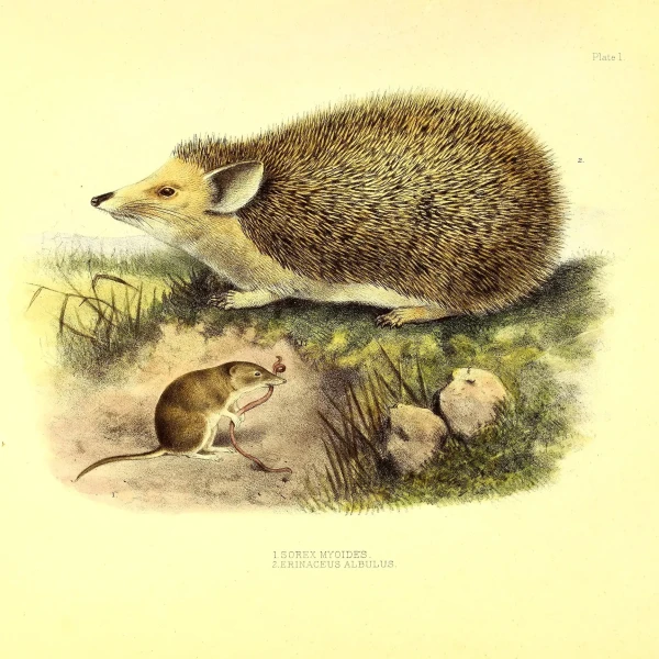 Sitka deer - Facts, Diet, Habitat & Pictures on Animalia.bio