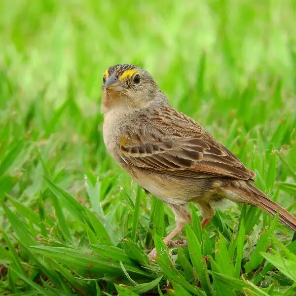 Grassland sparrow - Facts, Diet, Habitat & Pictures on Animalia.bio