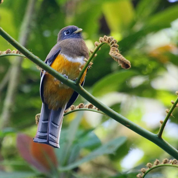 Trogon collaris aurantiiventris - Facts, Diet, Habitat & Pictures on ...