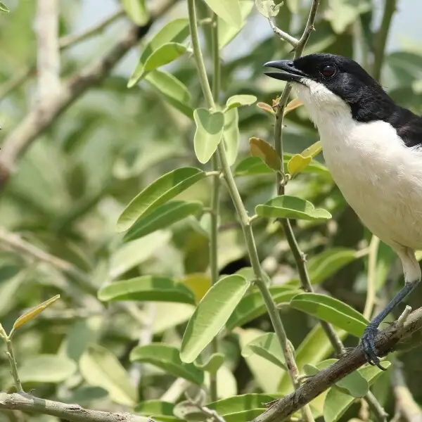 Tropical boubou - Facts, Diet, Habitat & Pictures on Animalia.bio