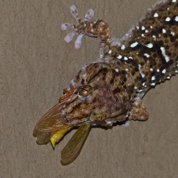 Turner's thick-toed gecko - Facts, Diet, Habitat & Pictures on Animalia.bio