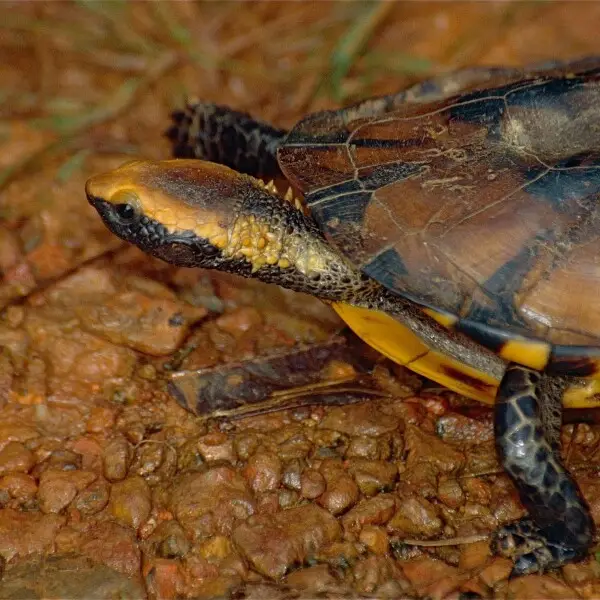 Twist-necked turtle - Facts, Diet, Habitat & Pictures on Animalia.bio