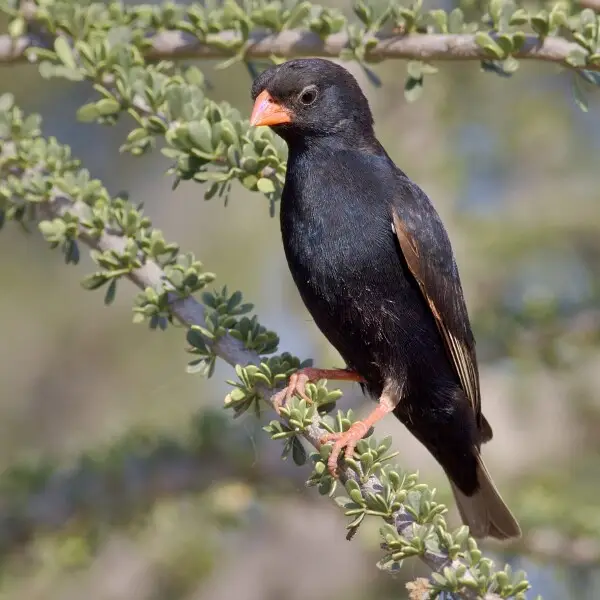 Village indigobird - Facts, Diet, Habitat & Pictures on Animalia.bio
