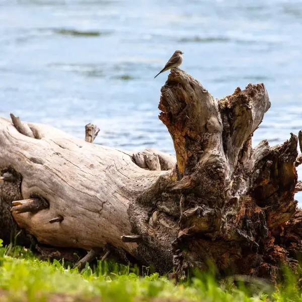 Western wood pewee - Facts, Diet, Habitat & Pictures on Animalia.bio