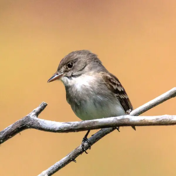 Western wood pewee - Facts, Diet, Habitat & Pictures on Animalia.bio