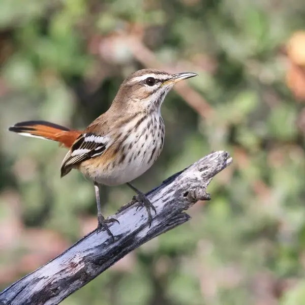 White-browed scrub robin - Facts, Diet, Habitat & Pictures on Animalia.bio