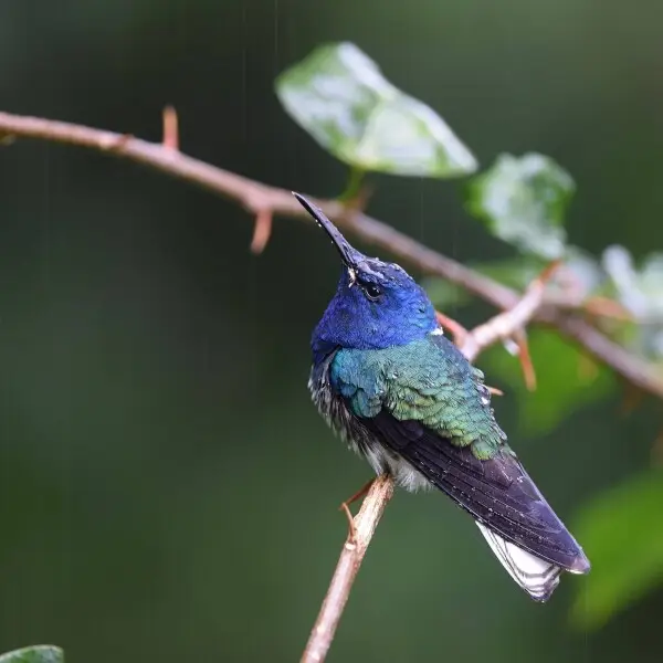White-necked jacobin - Facts, Diet, Habitat & Pictures on Animalia.bio