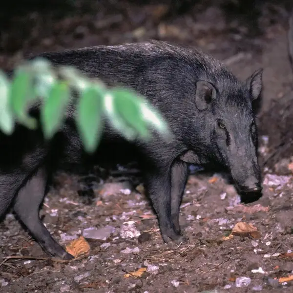 Banded pig - Facts, Diet, Habitat & Pictures on Animalia.bio