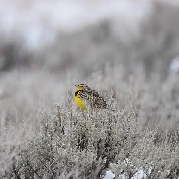 Western meadowlark - Facts, Diet, Habitat & Pictures on Animalia.bio