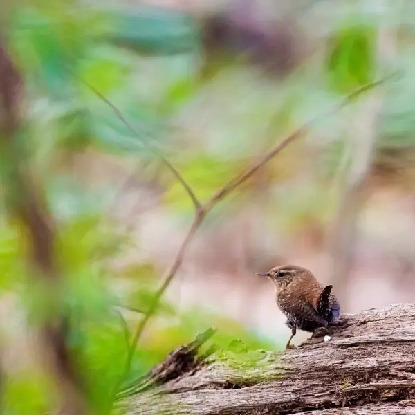 Winter wren - Facts, Diet, Habitat & Pictures on Animalia.bio