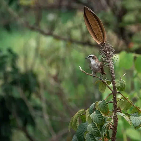 Yellow-vented bulbul - Facts, Diet, Habitat & Pictures on Animalia.bio