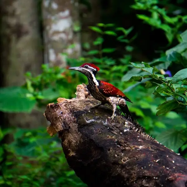 Red-backed flameback - Facts, Diet, Habitat & Pictures on Animalia.bio