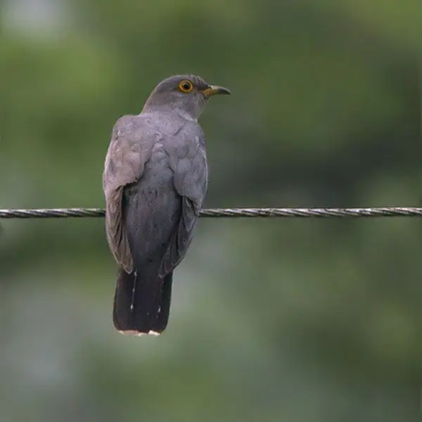 Common Cuckoo - Facts, Diet, Habitat & Pictures on Animalia.bio