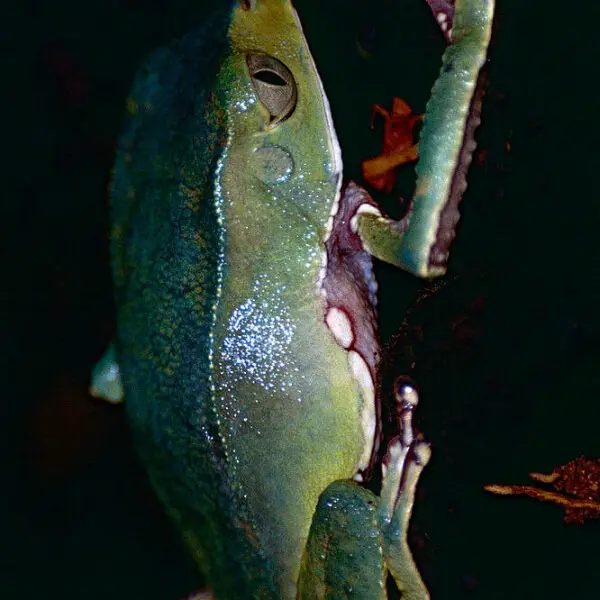 Phyllomedusa bicolor - Facts, Diet, Habitat & Pictures on Animalia.bio