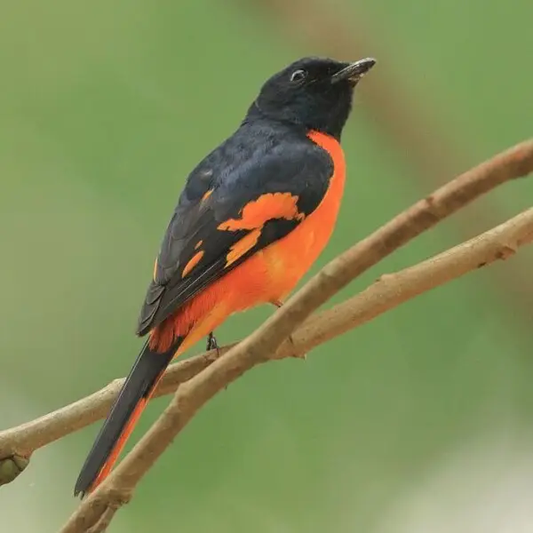 Scarlet minivet - Facts, Diet, Habitat & Pictures on Animalia.bio