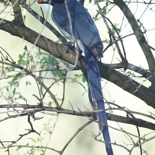 Black-throated magpie-jay - Facts, Diet, Habitat & Pictures on Animalia.bio
