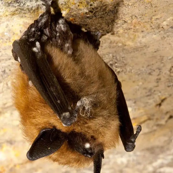 Myotis leibii - Facts, Diet, Habitat & Pictures on Animalia.bio
