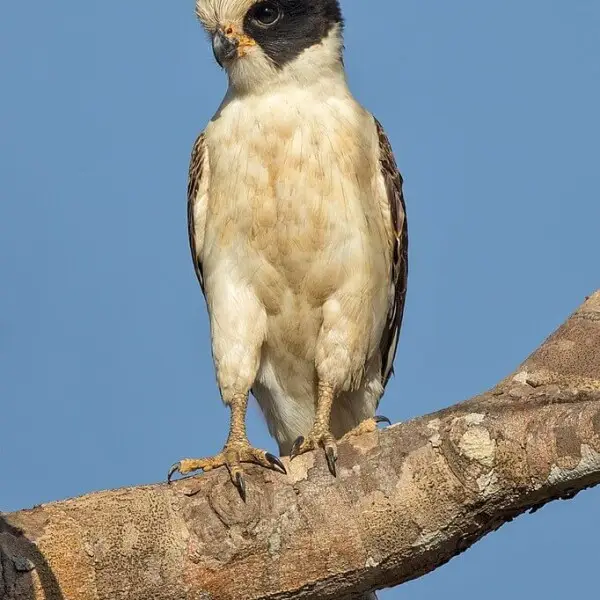 Laughing falcon - Facts, Diet, Habitat & Pictures on Animalia.bio