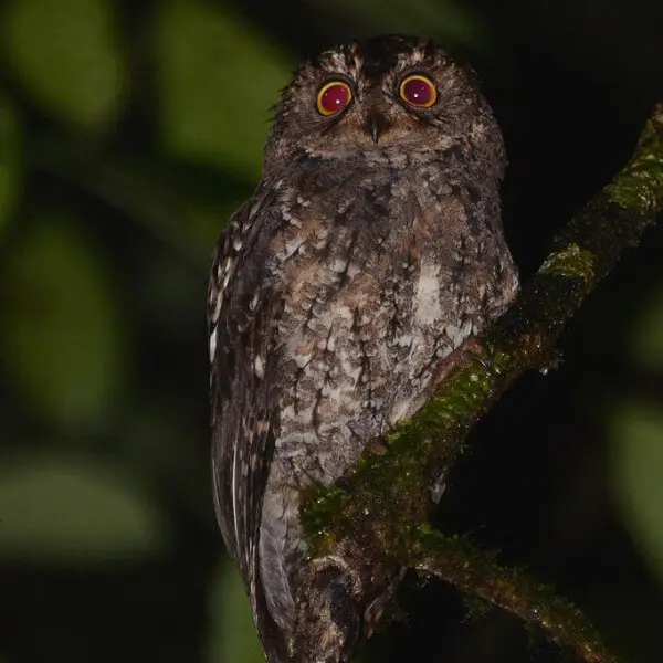 Otus manadensis - Fatti, dieta, habitat e immagini su Animalia.bio