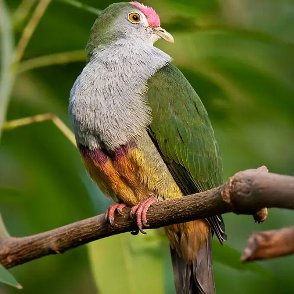 Beautiful fruit dove - Facts, Diet, Habitat & Pictures on Animalia.bio