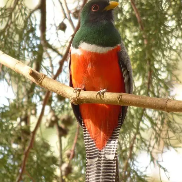 Collared trogon - Facts, Diet, Habitat & Pictures on Animalia.bio