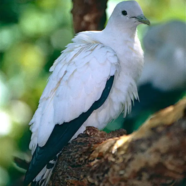 Ducula spilorrhoa - факти, дієта, ареал і фотографії на Animalia.bio