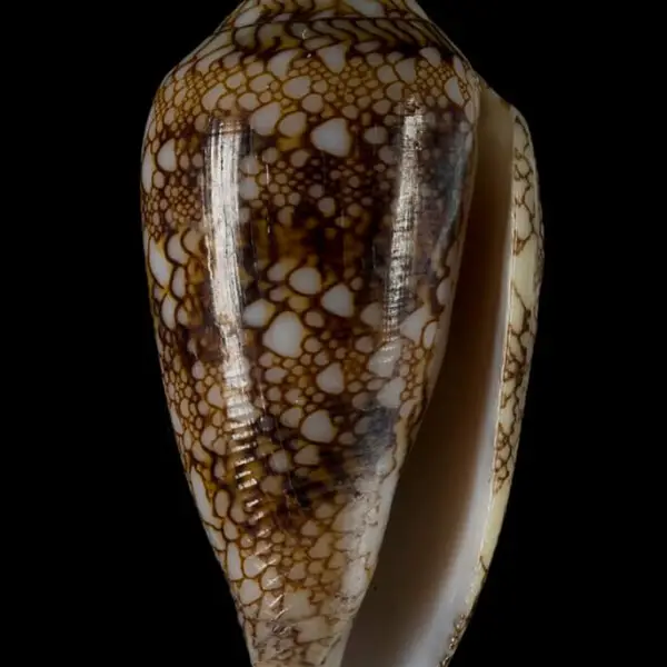 Conus canonicus - Facts, Diet, Habitat & Pictures on Animalia.bio