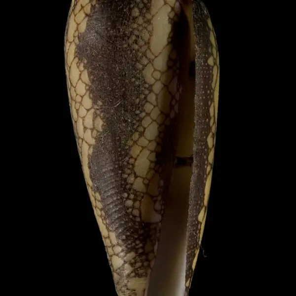 Conus episcopatus - Facts, Diet, Habitat & Pictures on Animalia.bio