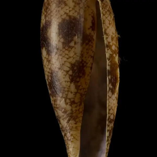 Conus geographus - Facts, Diet, Habitat & Pictures on Animalia.bio