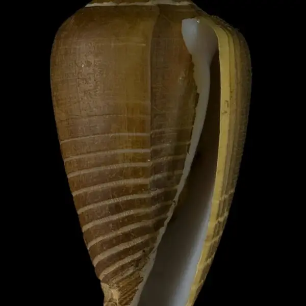 Conus parius - факти, дієта, ареал і фотографії на Animalia.bio