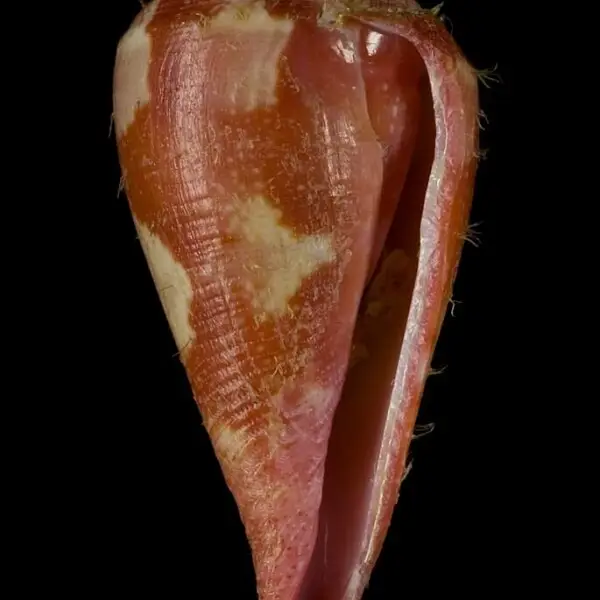 Conus pertusus - Facts, Diet, Habitat & Pictures on Animalia.bio