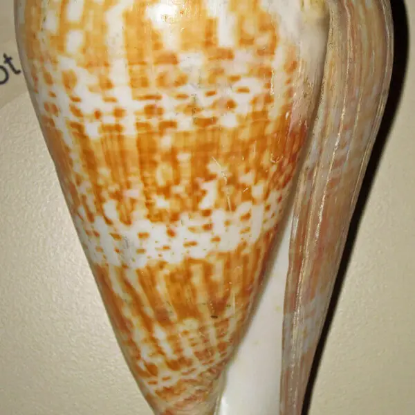 Conus pulcher - Facts, Diet, Habitat & Pictures on Animalia.bio