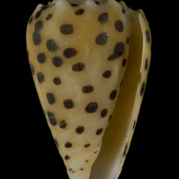 Conus pulicarius - Facts, Diet, Habitat & Pictures on Animalia.bio
