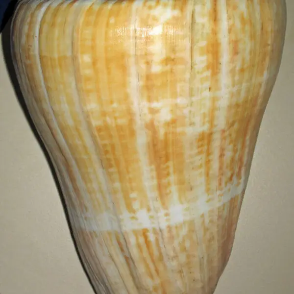 Conus pulcher - Facts, Diet, Habitat & Pictures on Animalia.bio