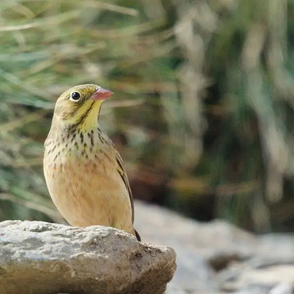 Ortolan Bunting - Facts, Diet, Habitat & Pictures on Animalia.bio