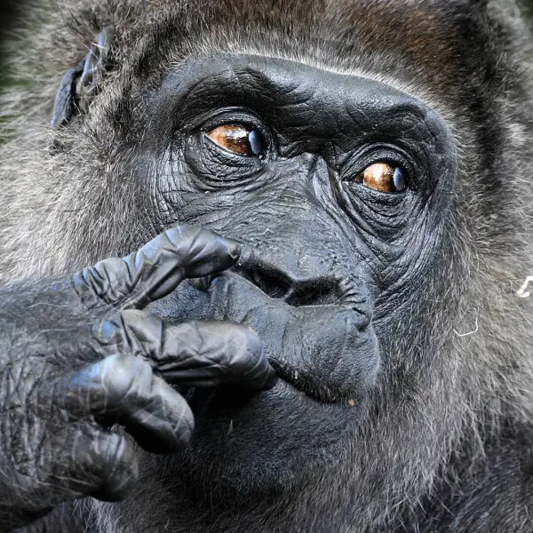 Western lowland gorilla - Facts, Diet, Habitat & Pictures on Animalia.bio